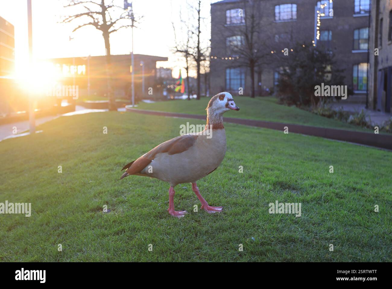 King square estate hi-res stock photography and images - Alamy