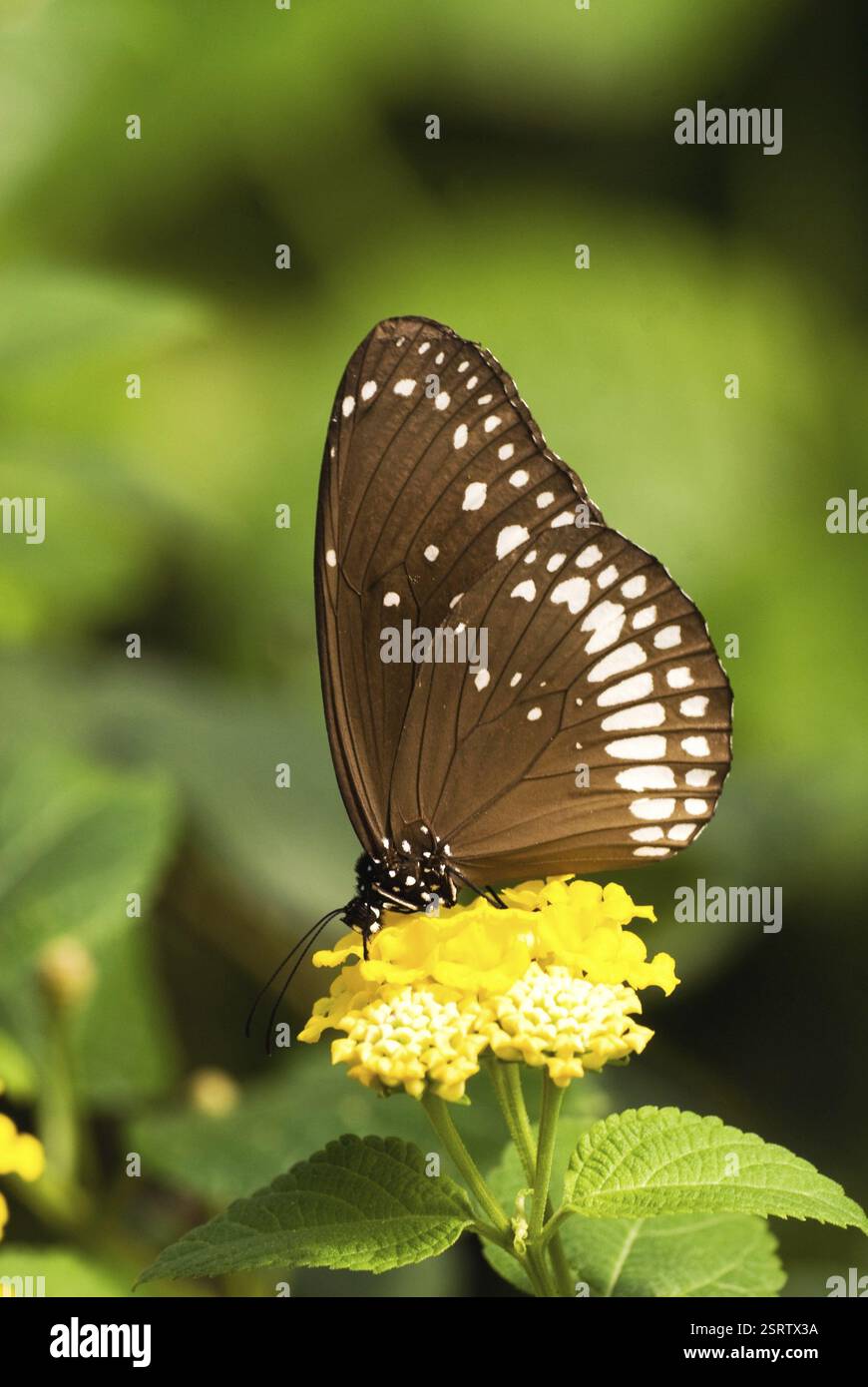 Common crow euploea core in Bangalore, Karnataka, India, Asia Stock ...
