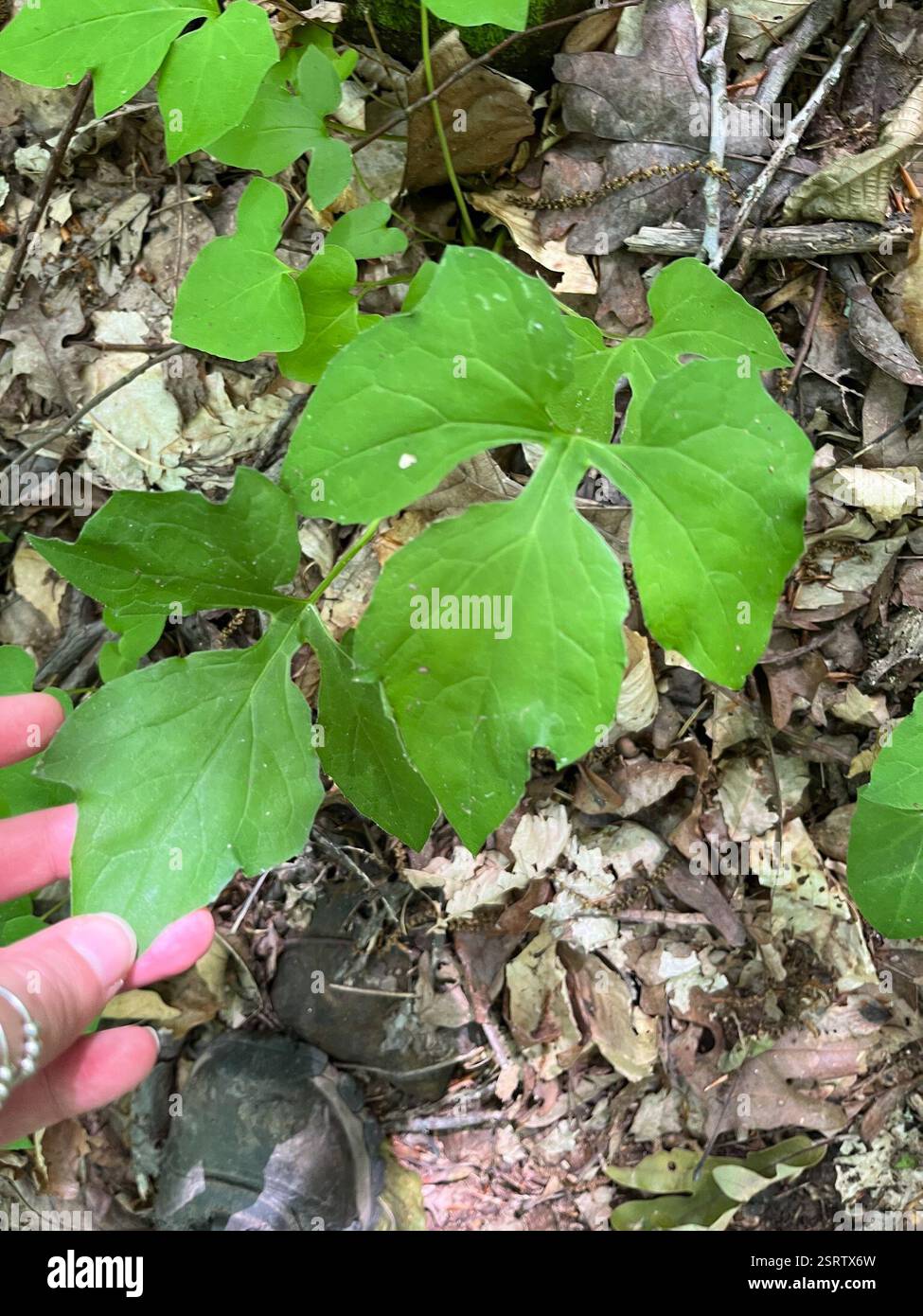 lion's foot rattlesnake root (Nabalus serpentarius), Plantae, Prentice ...