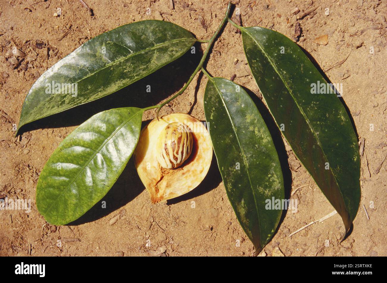 Indian spices, nutmeg with leaves, India, Asia Stock Photo - Alamy