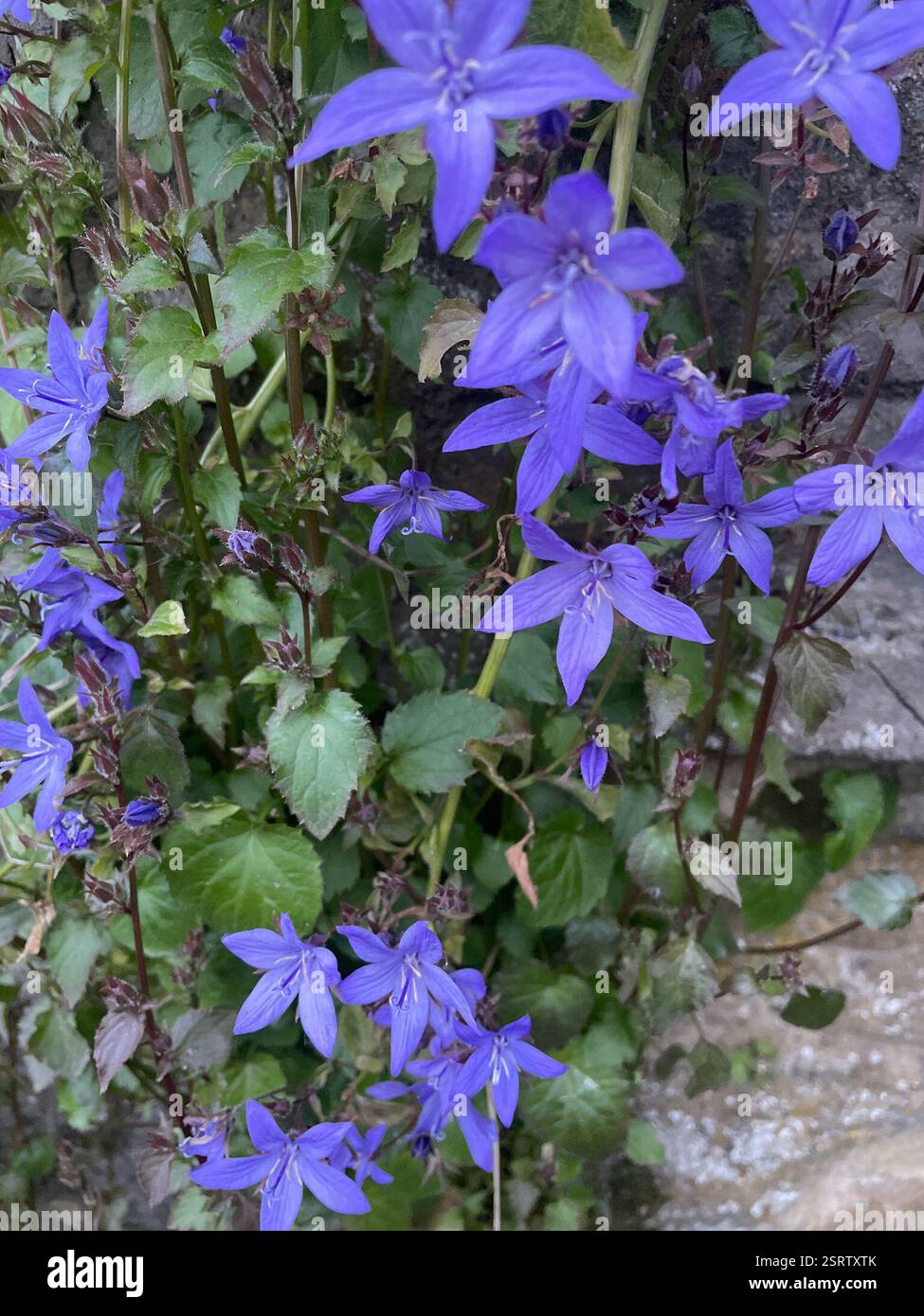 Trailing bellflower (Campanula poscharskyana), Plantae, Fairfield Road ...