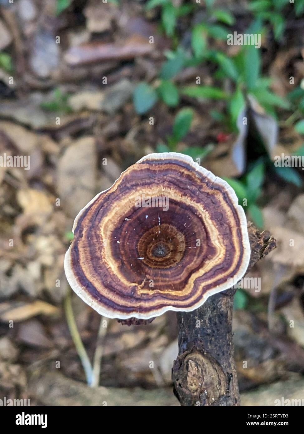 yellow stemmed micropore (Microporus xanthopus), Fungi, Burnside QLD ...