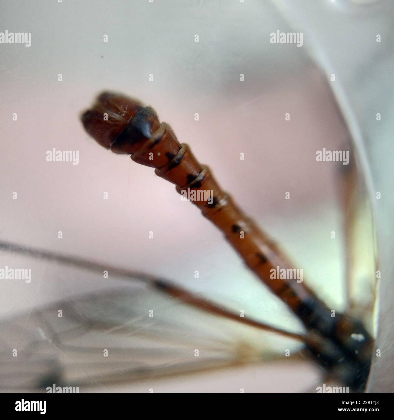 Giant Sabre Comb Horn Cranefly (Tanyptera atrata), Insecta, Kosanin dol ...