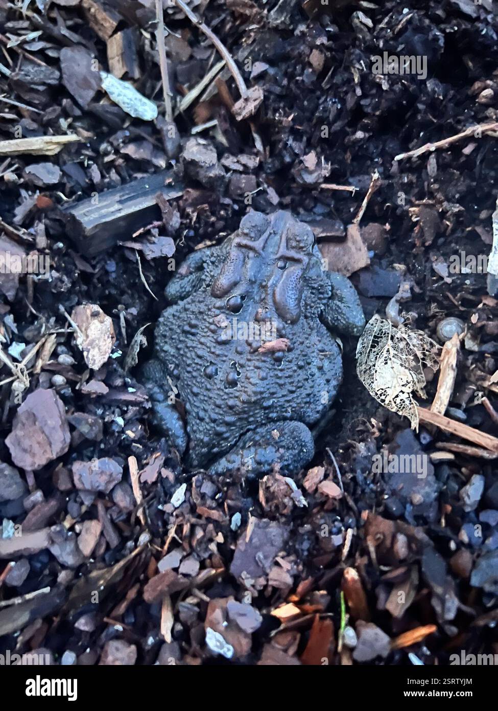 American Toad (Anaxyrus americanus), Amphibia, Whites Creek Pike ...