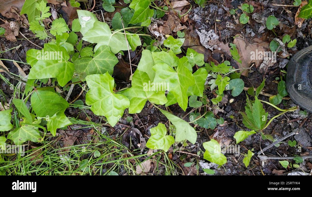 common ivy (Hedera helix), Plantae, Little Neck, Queens, NY, USA Stock ...