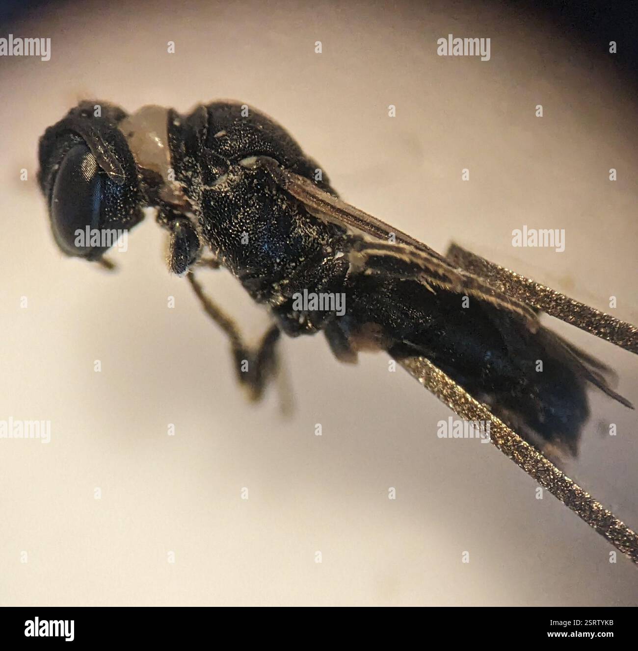 Bees and Apoid Wasps (Apoidea), Insecta, Gironde, Aquitaine, FR ...