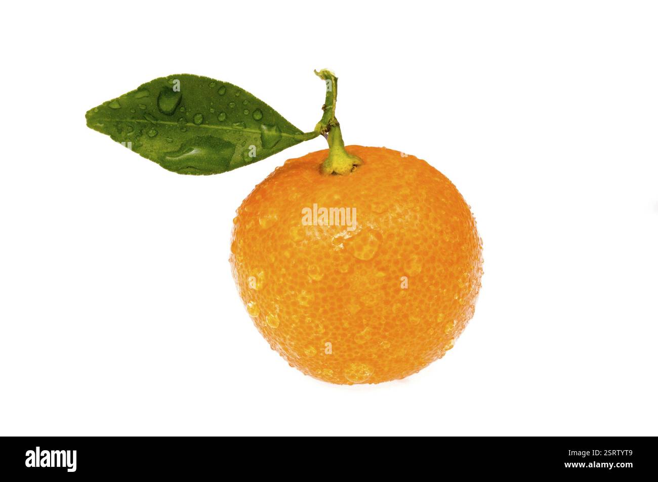 Mandarin orange orchard Cut Out Stock Images & Pictures - Alamy