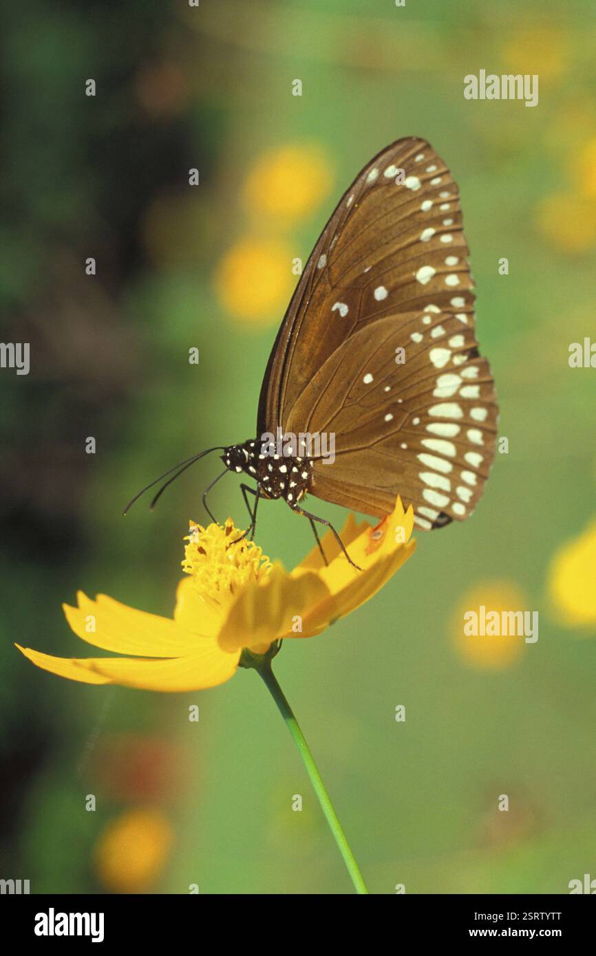 Indian common crow butterfly flying hi-res stock photography and images ...