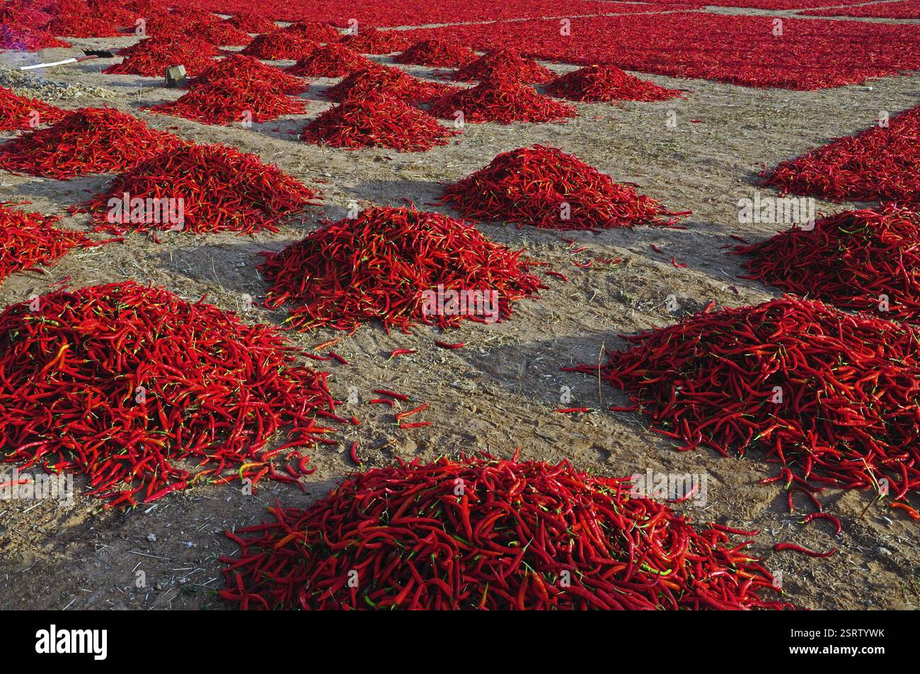Red chili heaps, Jodhpur, Mathania, Rajasthan, India, Asia Stock Photo ...