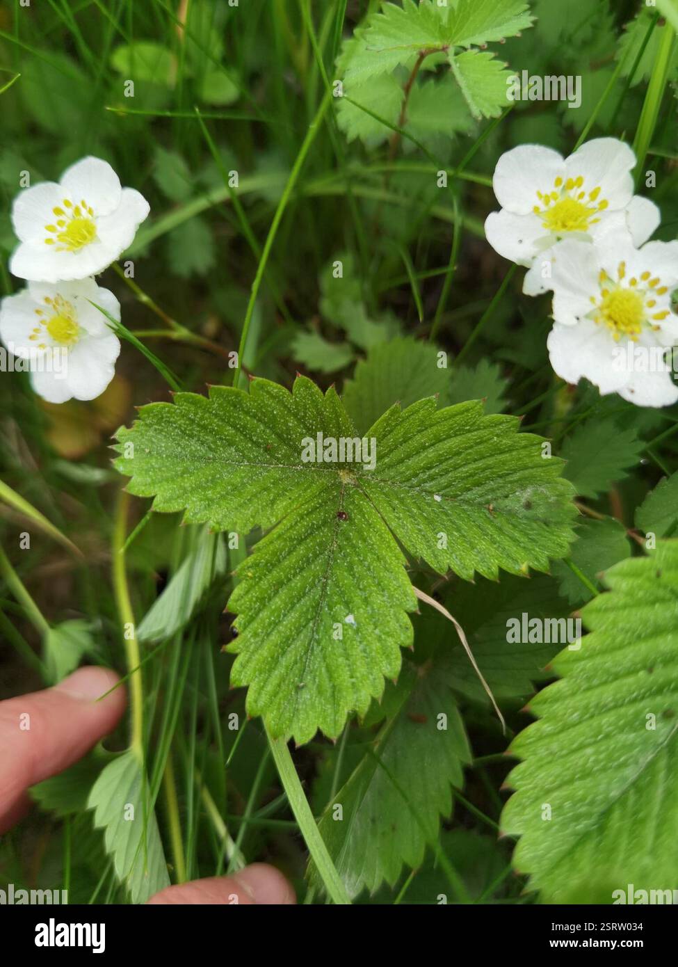 woodland strawberry (Fragaria vesca), Plantae, Northeim, Deutschland ...