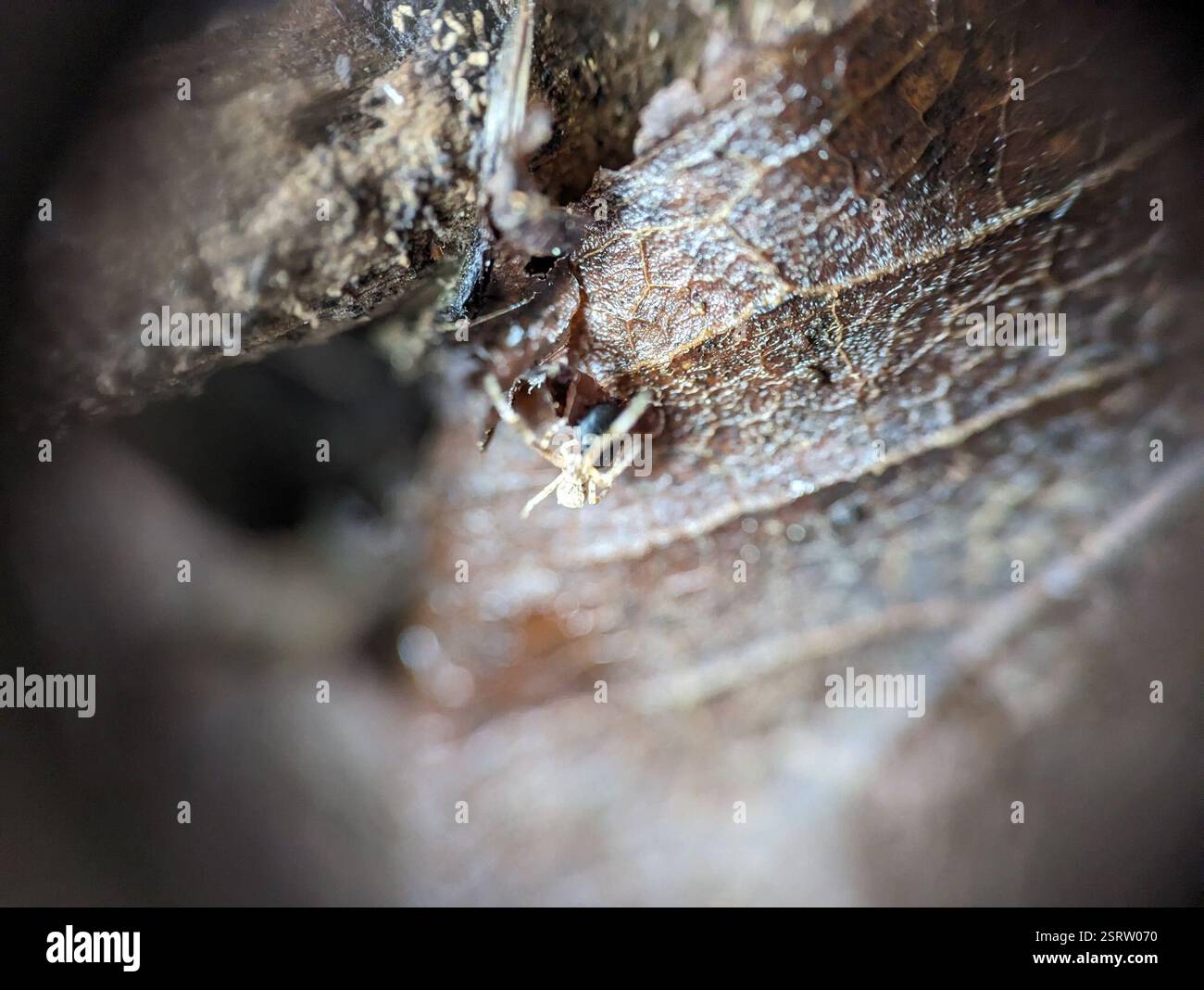 Feather-legged Spiders (Uloborus), Arachnida, Ithaca, NY, USA Stock ...