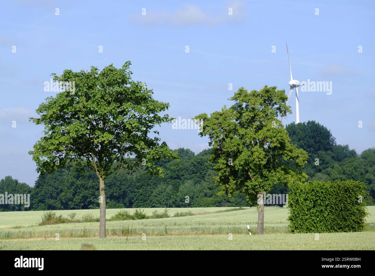 Wind turbine behind two trees in a summery field landscape, ramsdorf ...