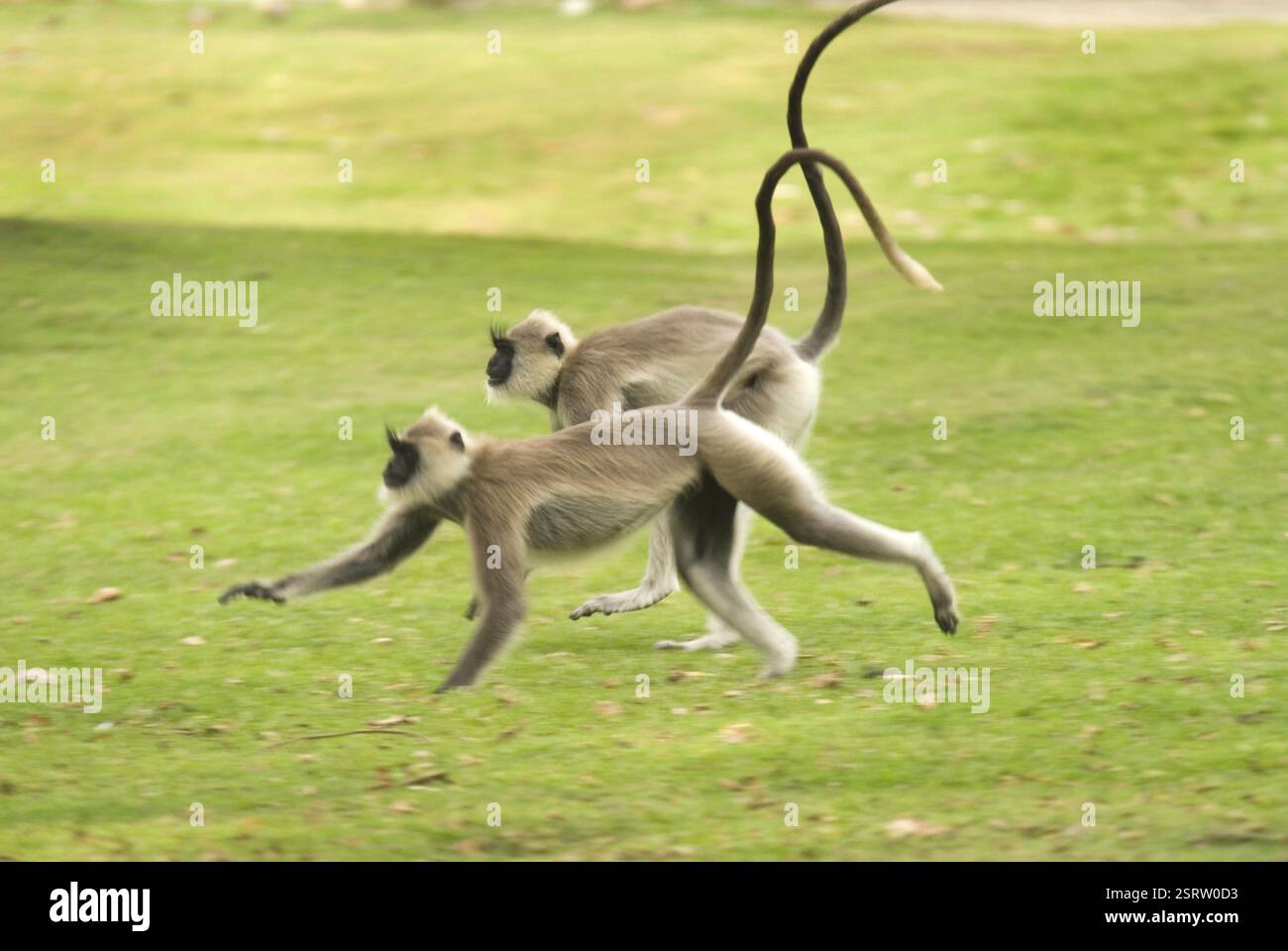 Common Langur presbytis entellus running, Bangalore, Karnataka, India ...