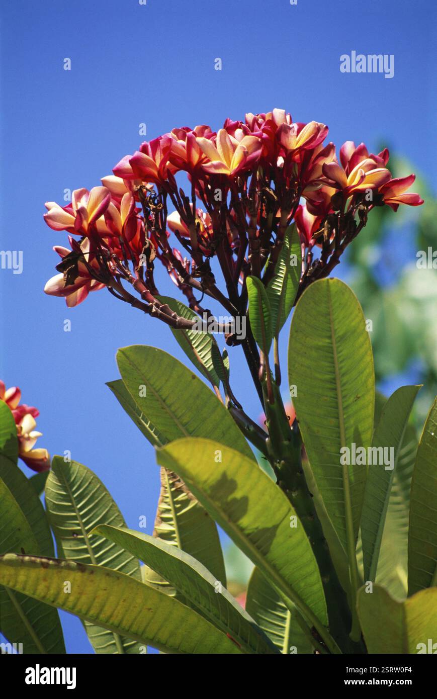 Nature red Champa tree, India, Asia Stock Photo - Alamy