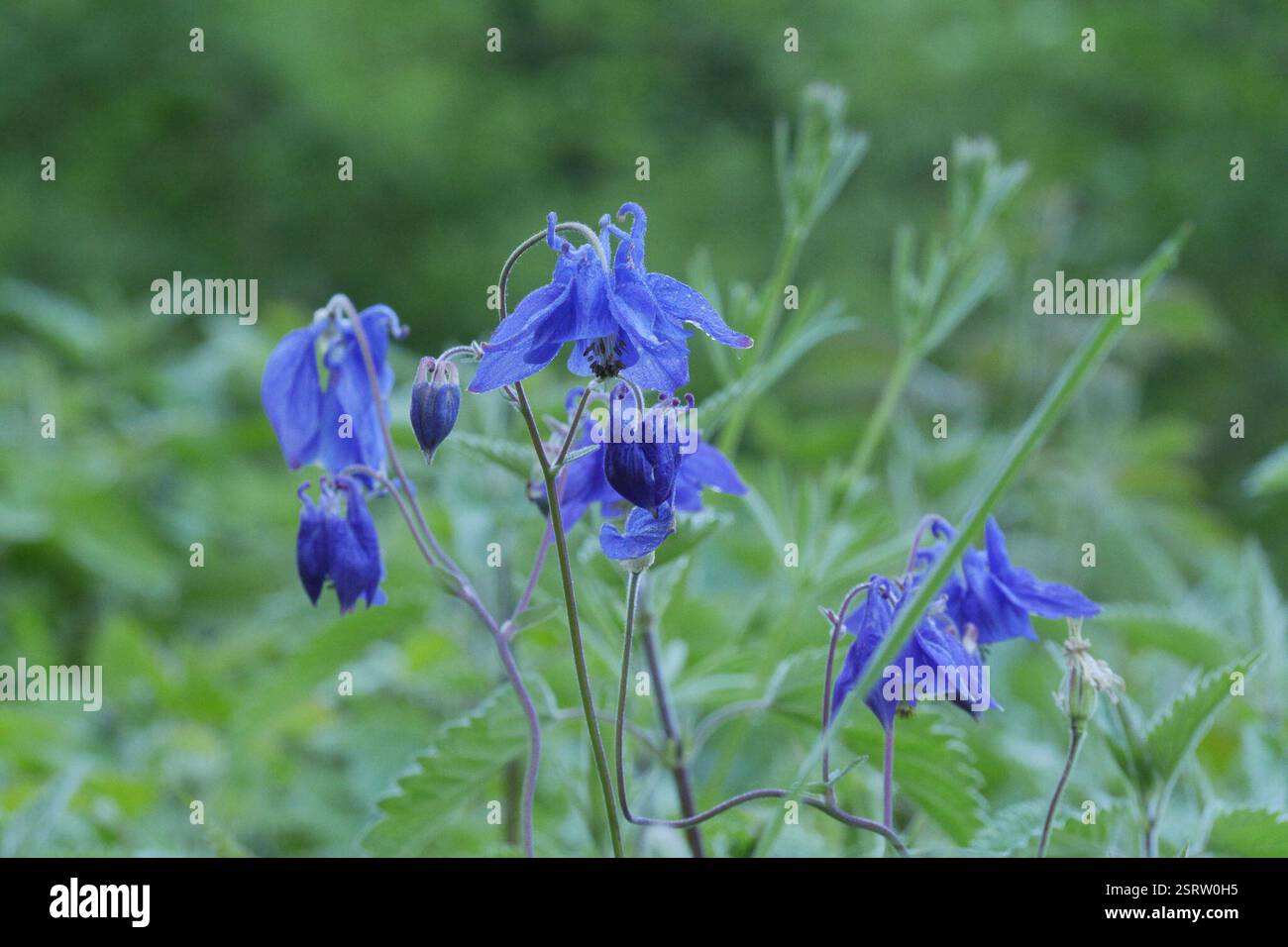 common columbine (Aquilegia vulgaris), Plantae, 56332 Brodenbach ...