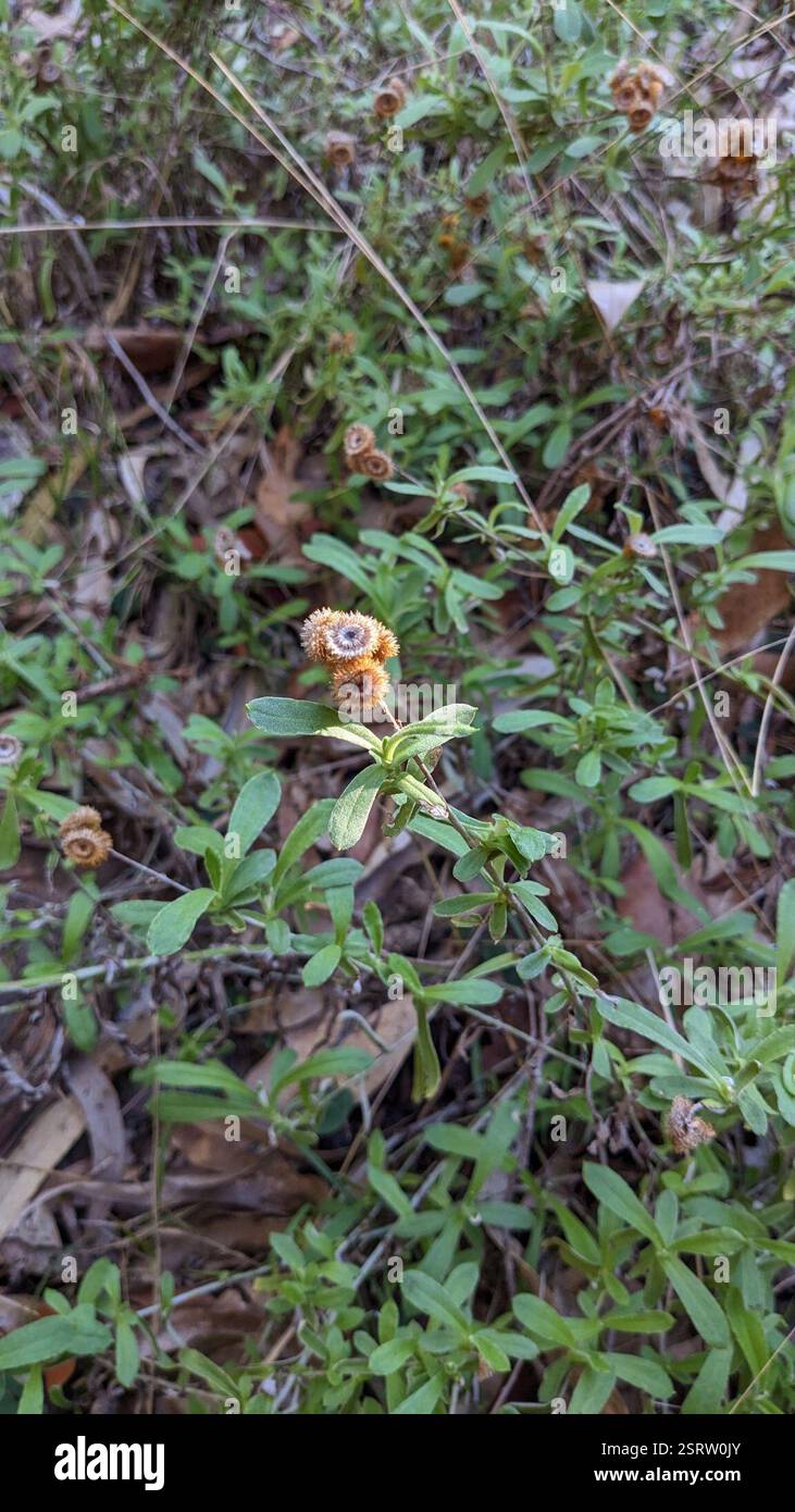 Common Everlasting (Chrysocephalum apiculatum), Plantae, Lake Macquarie ...