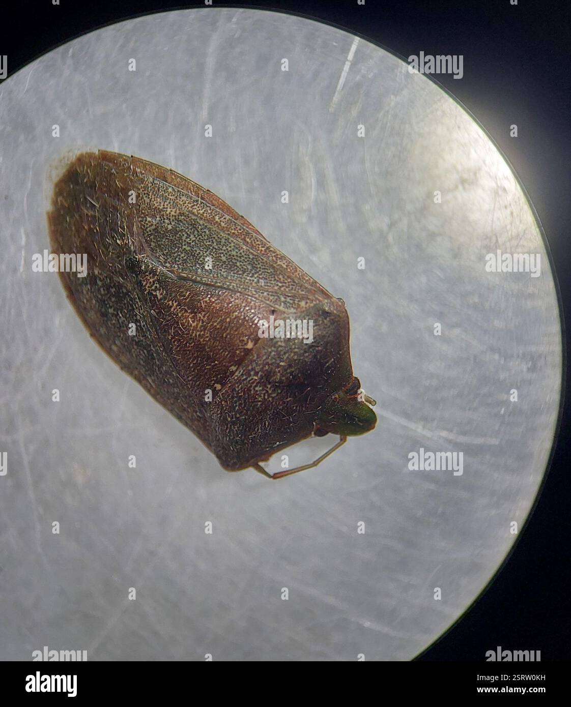 Southern Green Stink Bug (Nezara viridula), Insecta, Goddelau, 64560 ...