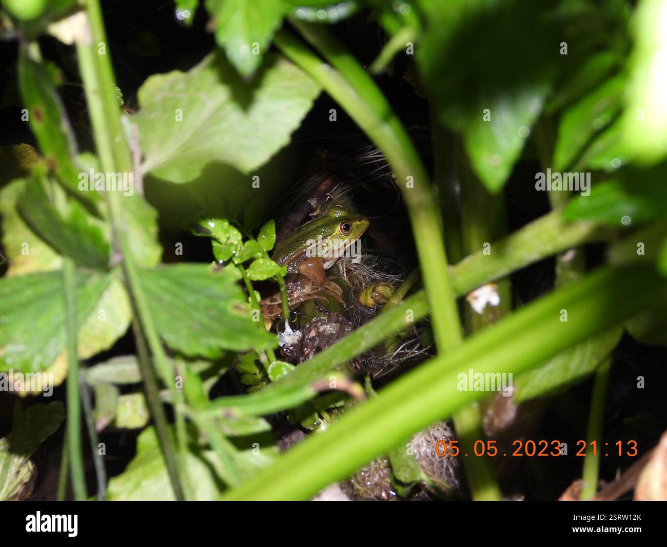 Pool frog complex and its kleptons (Pelophylax lessonae), Amphibia, Via ...