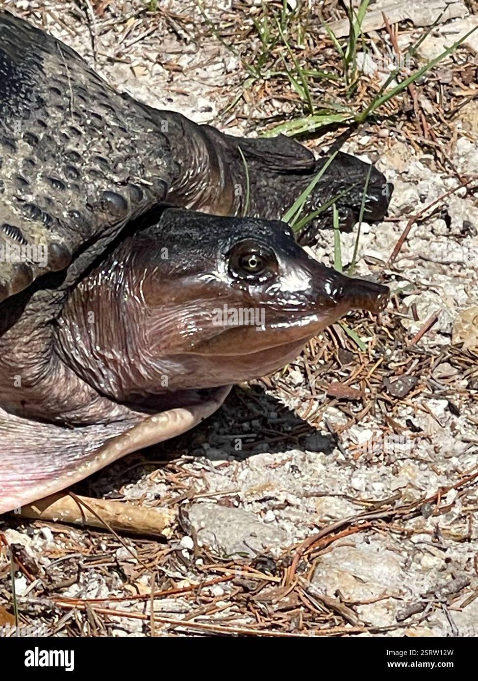 Florida Softshell Turtle (Apalone ferox), Reptilia, Wakulla County, FL ...