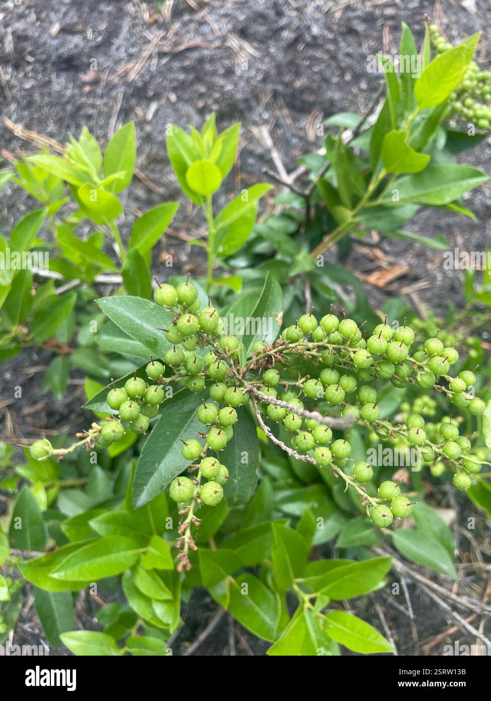 mountain andromeda (Pieris floribunda), Plantae, North Carolina, US ...