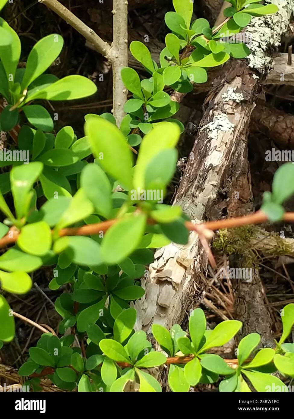 Japanese barberry (Berberis thunbergii), Plantae, Newcastle, ME 04553 ...