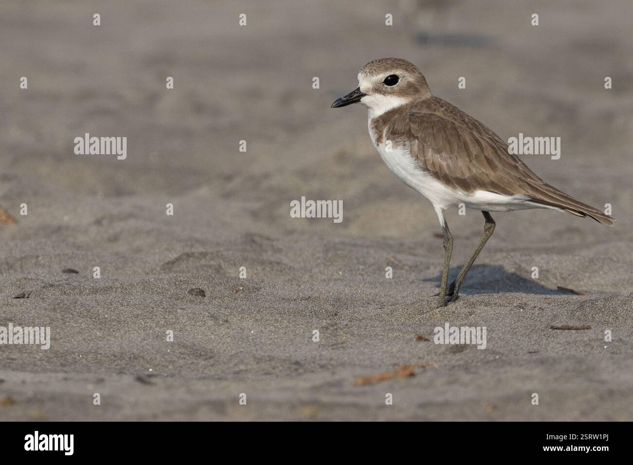Tibetan sand plover (Anarhynchus atrifrons), Morjim Beack, Goa, India ...
