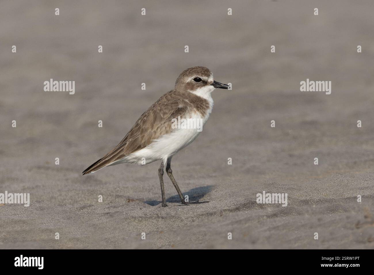 Tibetan sand plover (Anarhynchus atrifrons), Morjim Beack, Goa, India ...