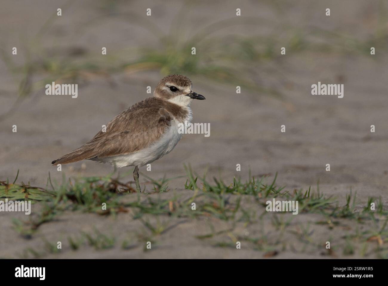 Tibetan sand plover (Anarhynchus atrifrons), Morjim Beack, Goa, India ...