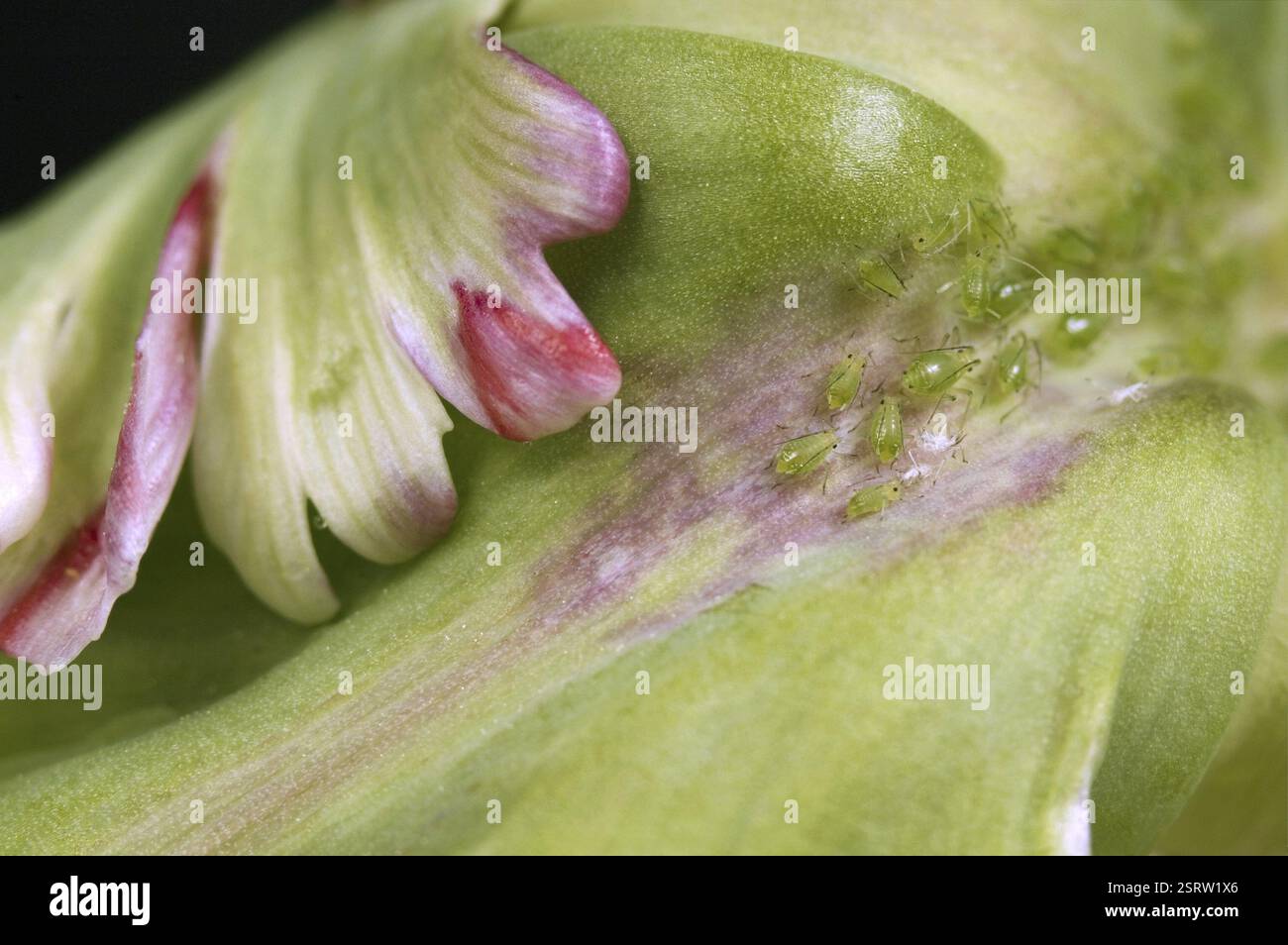 green aphids and tulip Stock Photo - Alamy