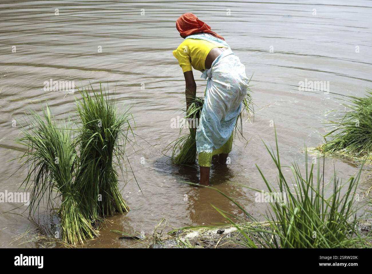 Farmer lady in waterlogged field collecting paddy green grass, Bhandardhara, Nashik District ...