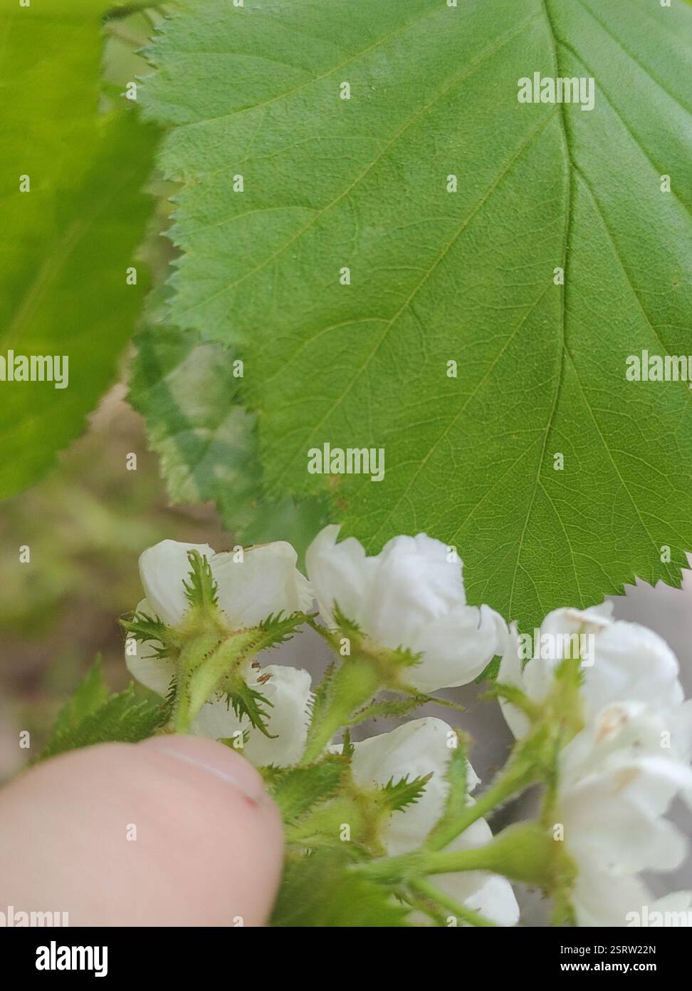 Pennsylvania Hawthorn (Crataegus pennsylvanica), Plantae, MOUNT ALBION ...