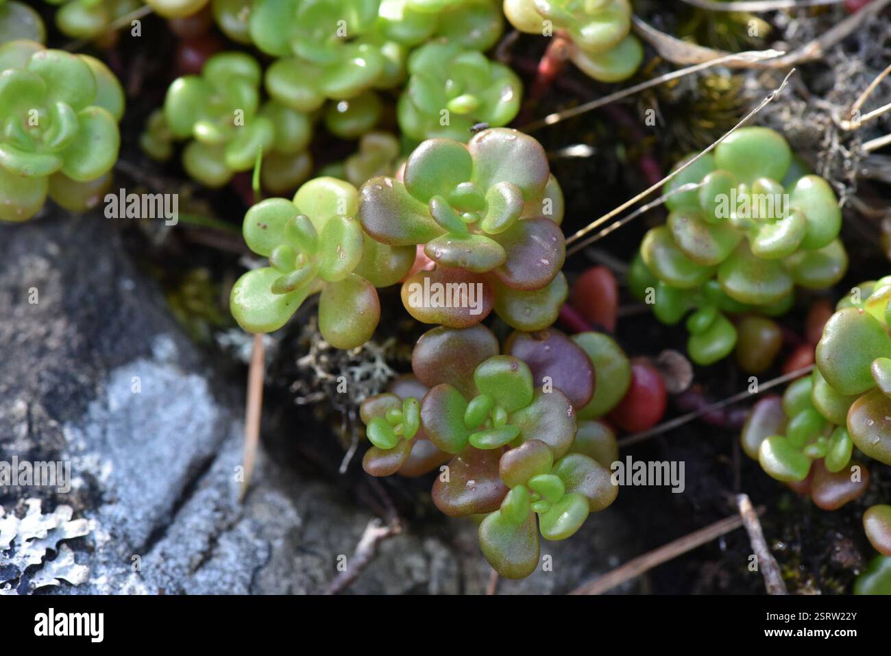 Oregon Stonecrop (Sedum oreganum), Plantae, qathet Regional District ...