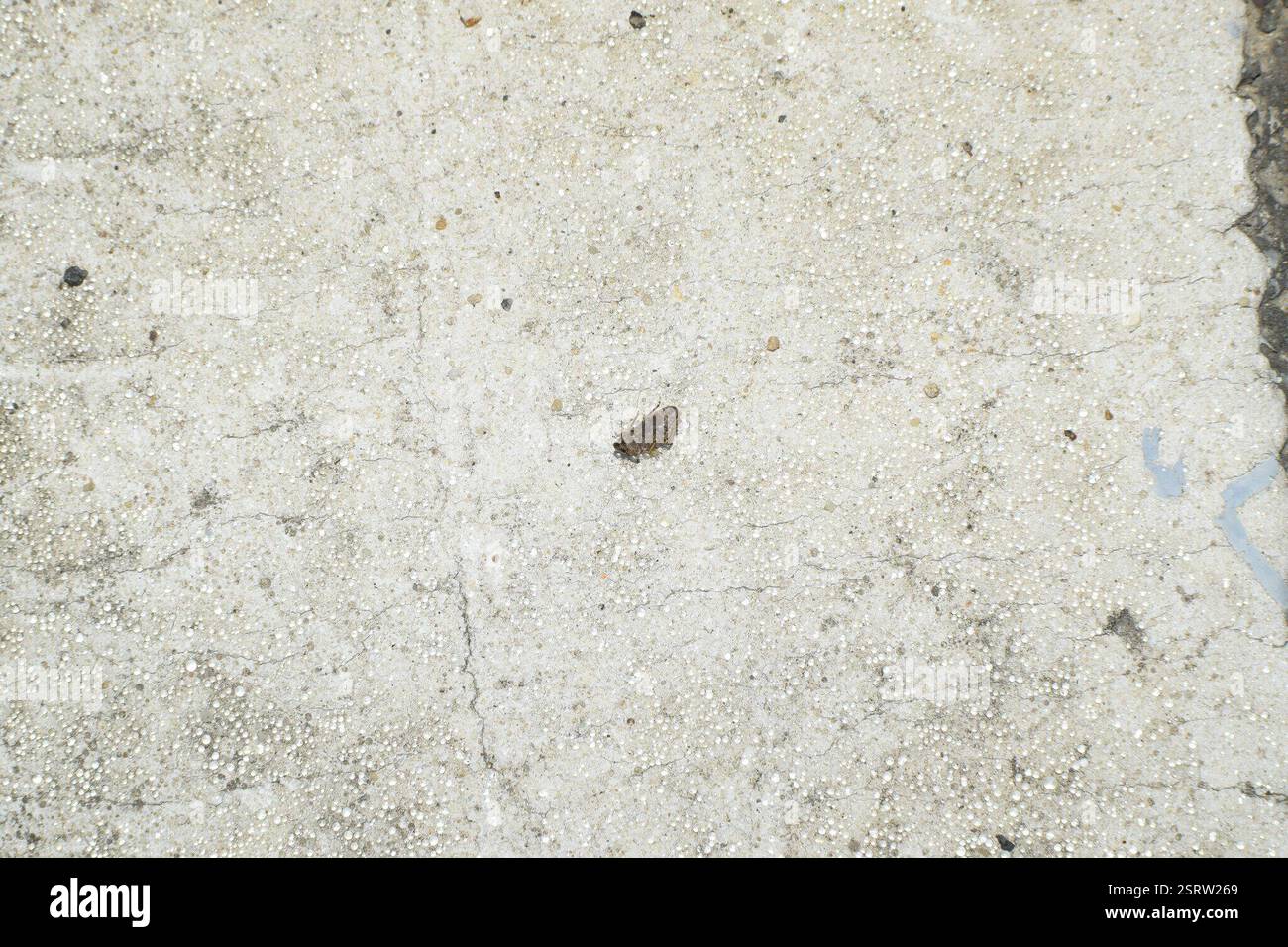 Vegetable Weevil (Listroderes costirostris), Insecta, 中国浙江省温州市洞头区 Stock ...