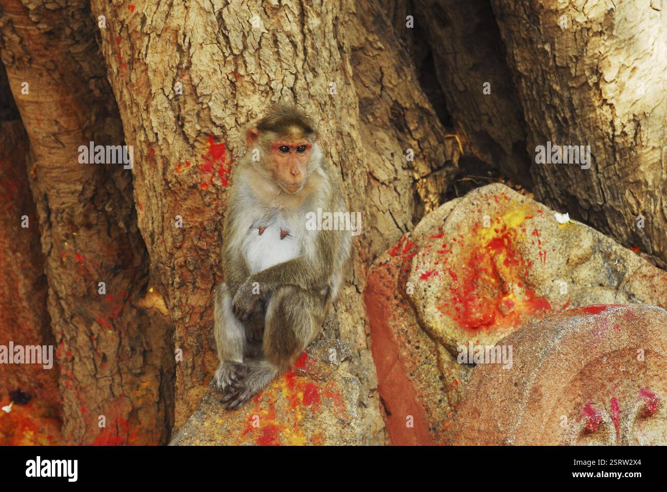 Monkey at rock, Hampi, Karnataka, India, Asia Stock Photo - Alamy