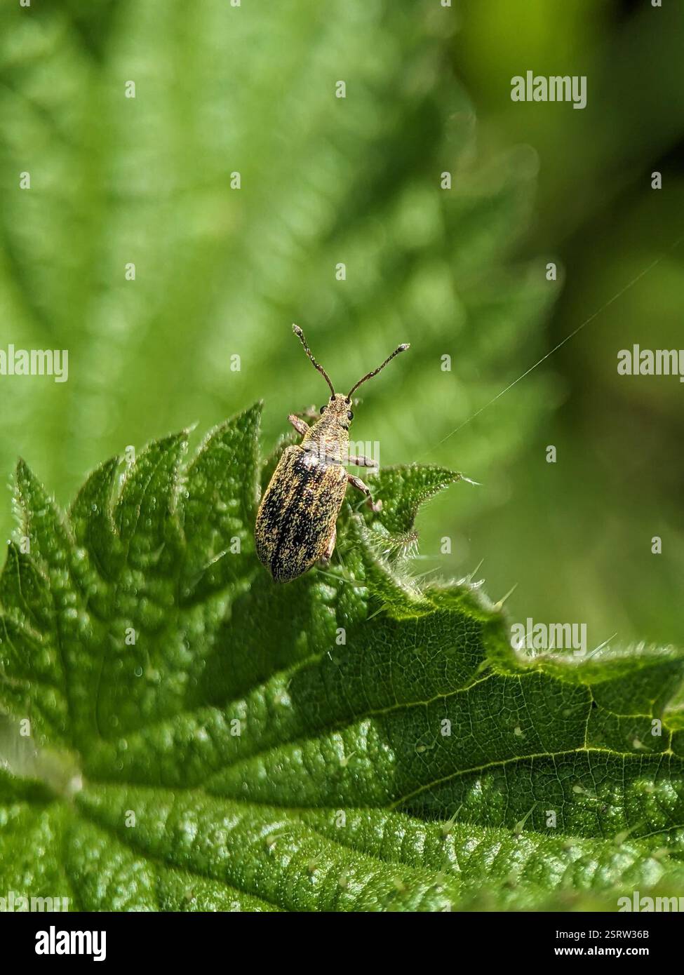 Common Leaf Weevil (Phyllobius pyri), Insecta, Iris Murdoch Building ...