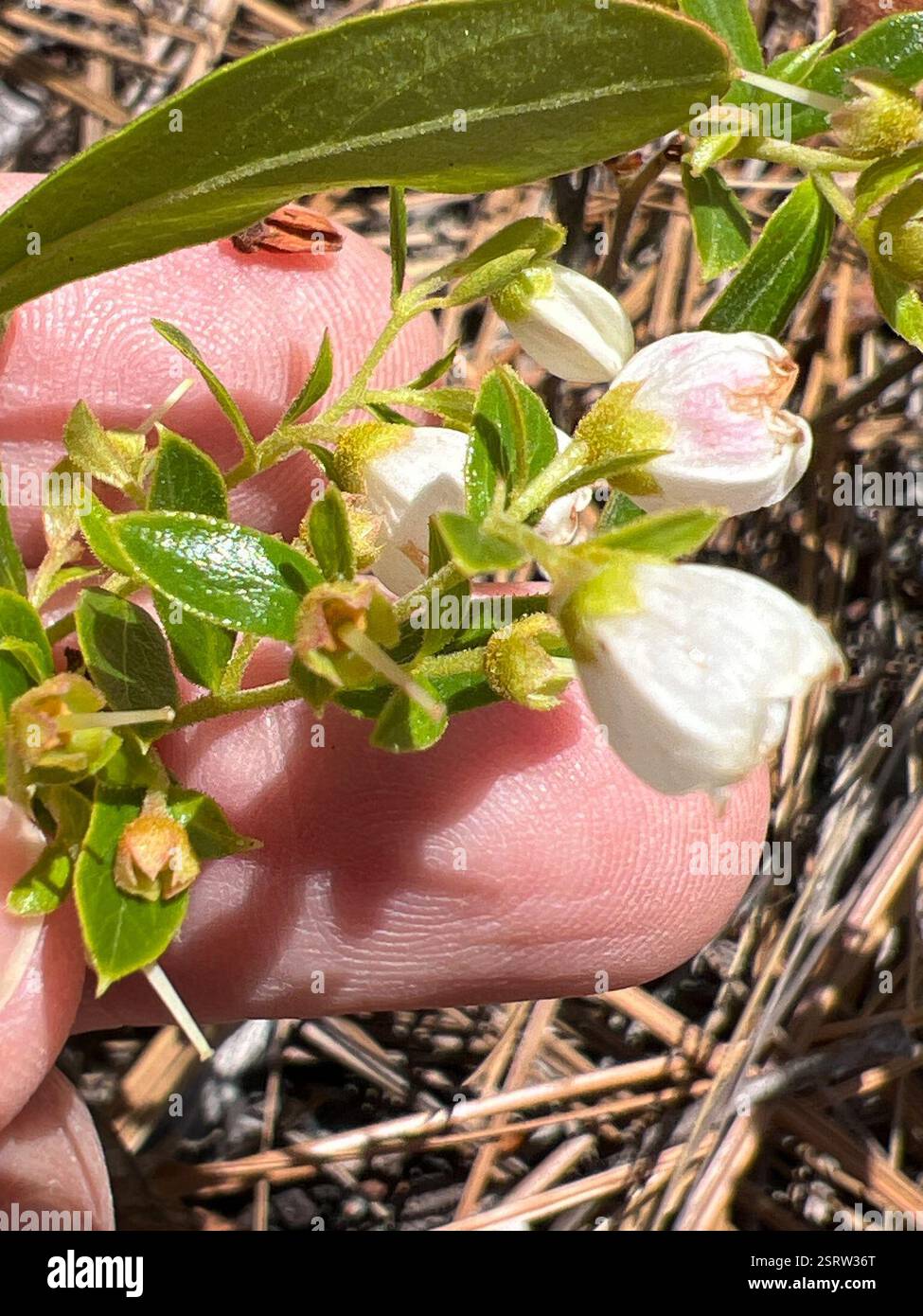 dwarf huckleberry (Gaylussacia dumosa), Plantae, North Carolina, US ...