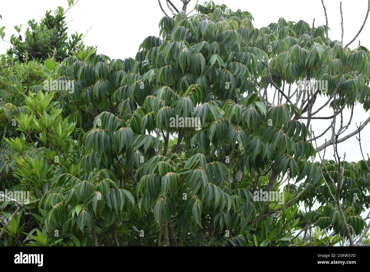 Japanese wax tree (Toxicodendron succedaneum), Plantae, 中国浙江省温州市洞头区 ...