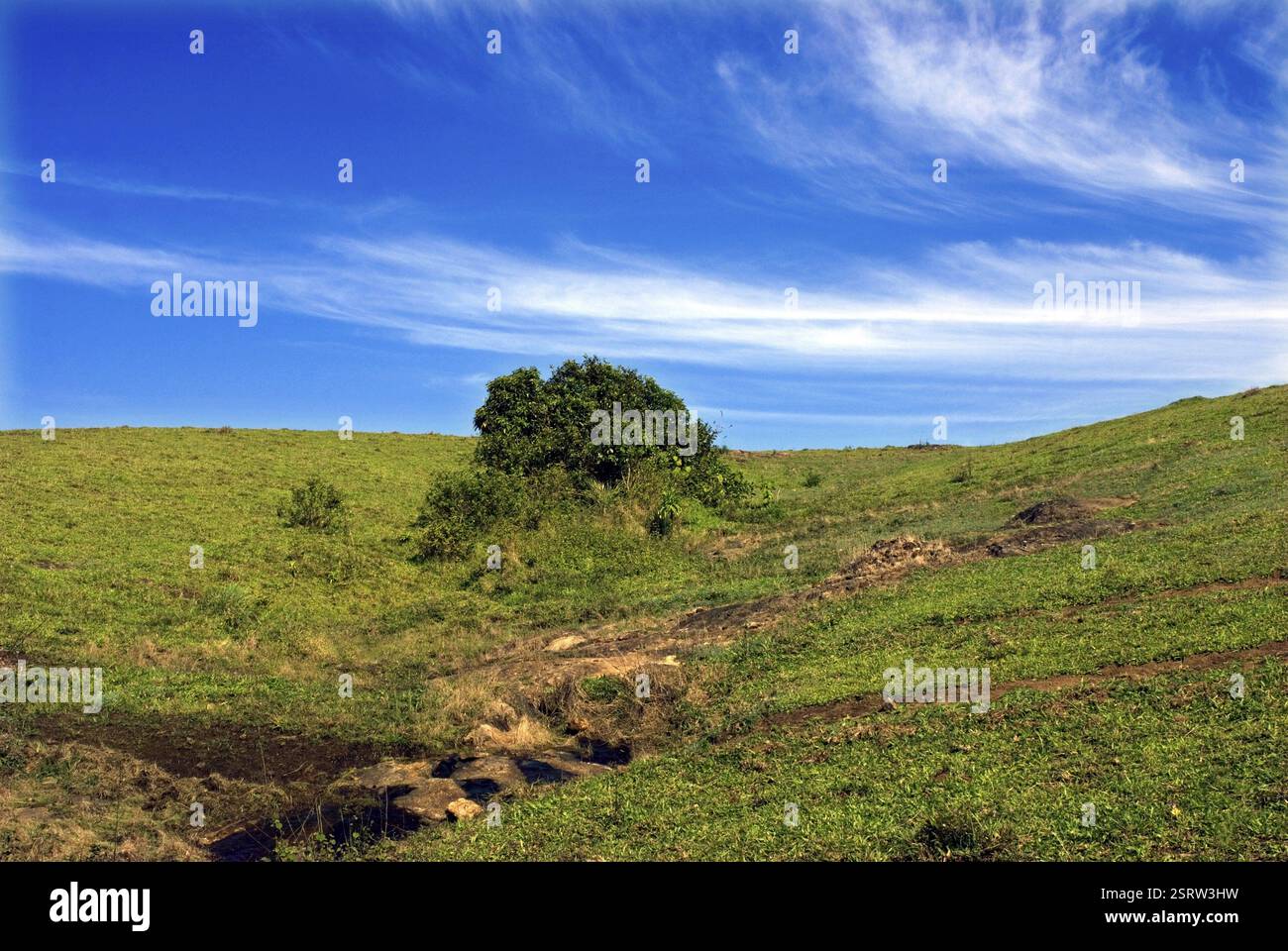 Vagamon meadows and blue sky, Vagamon, Idukki district, Kerala, India ...