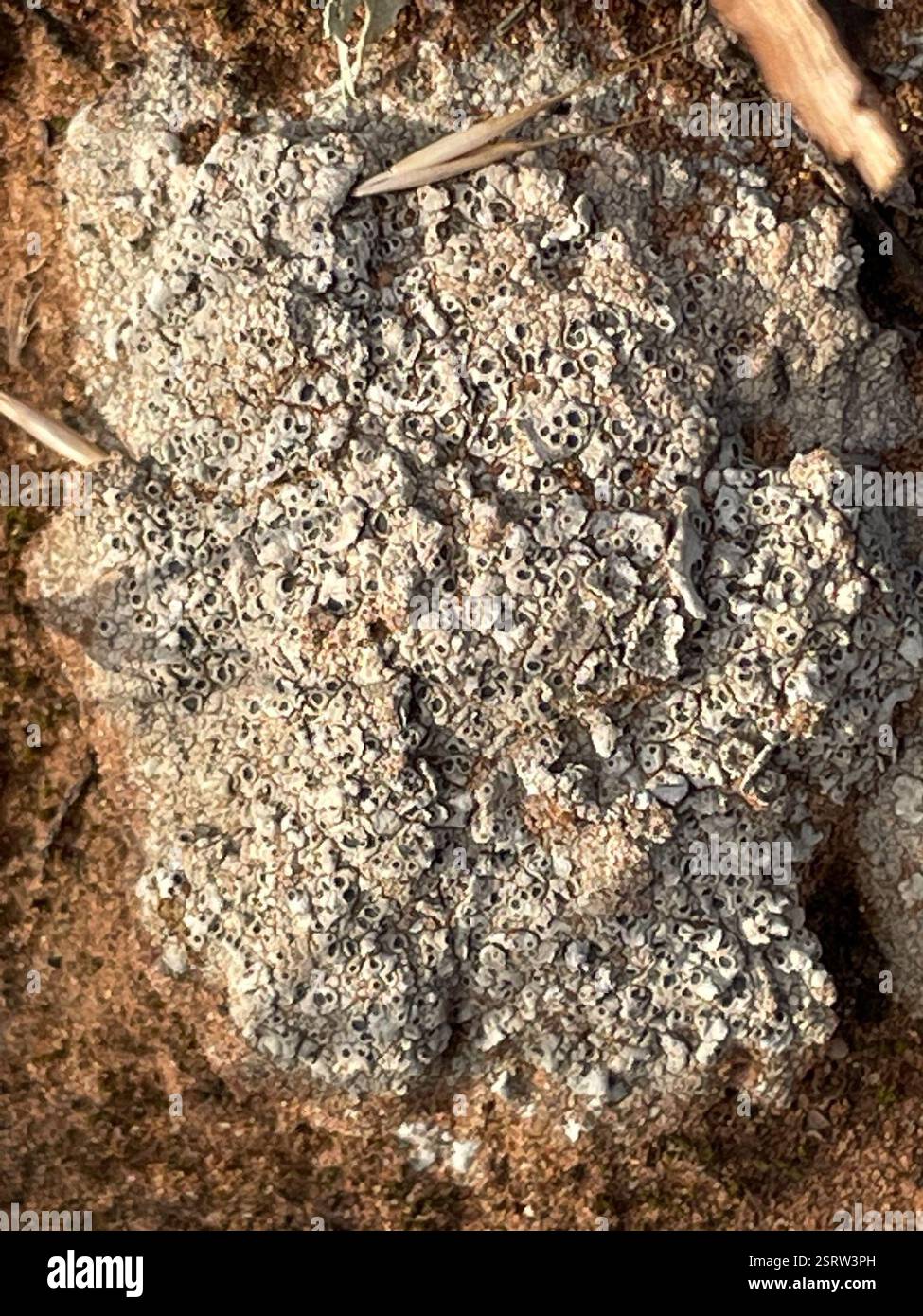 Crater Lichens (Diploschistes), Fungi, Ounagha, Marrakesh-Safi, MA ...