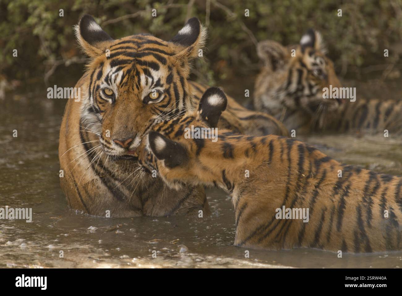 Bengal tigress in waterhole at Ranthambhore national park, rajasthan ...