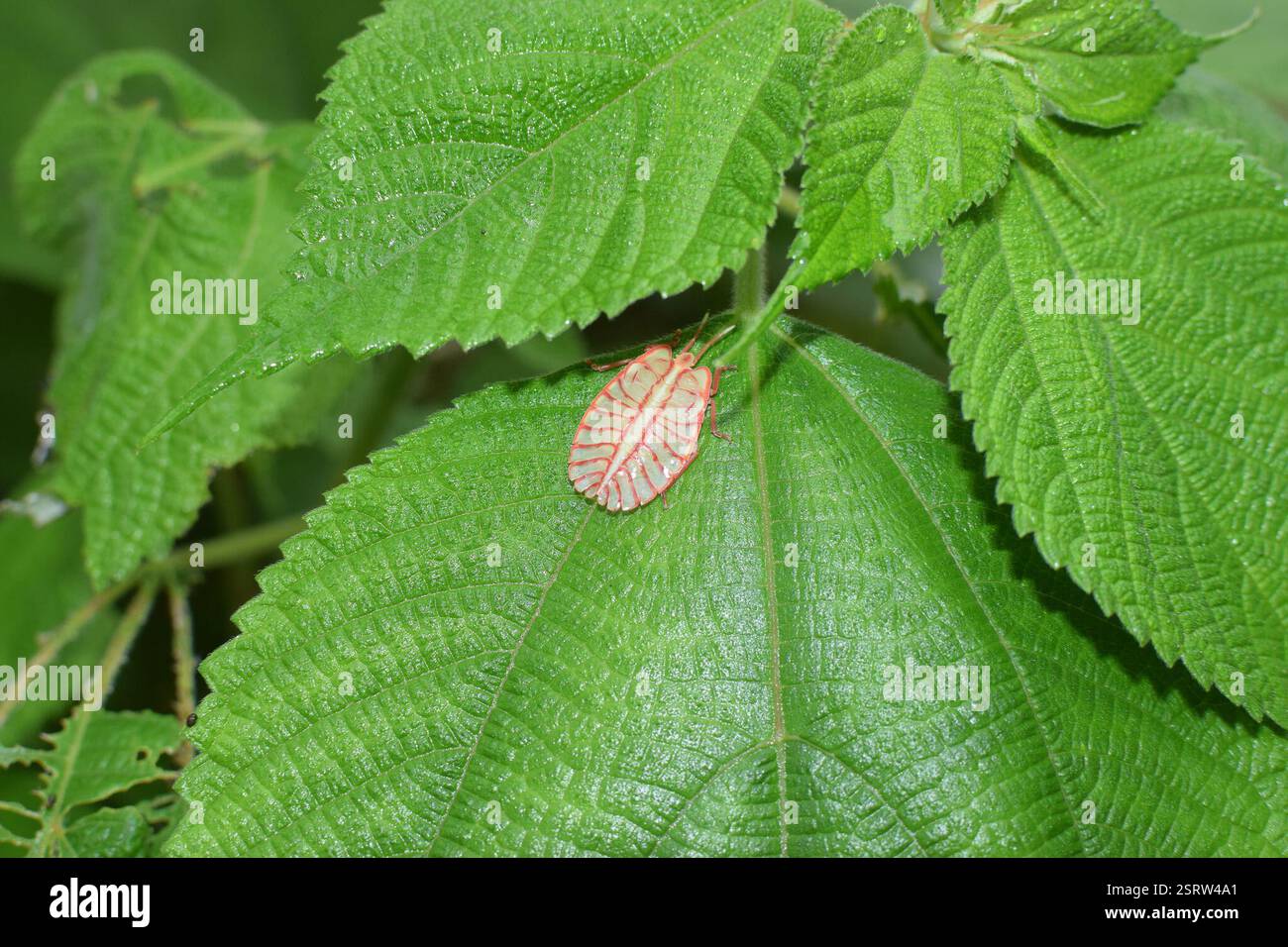 Eurostus hi-res stock photography and images - Alamy