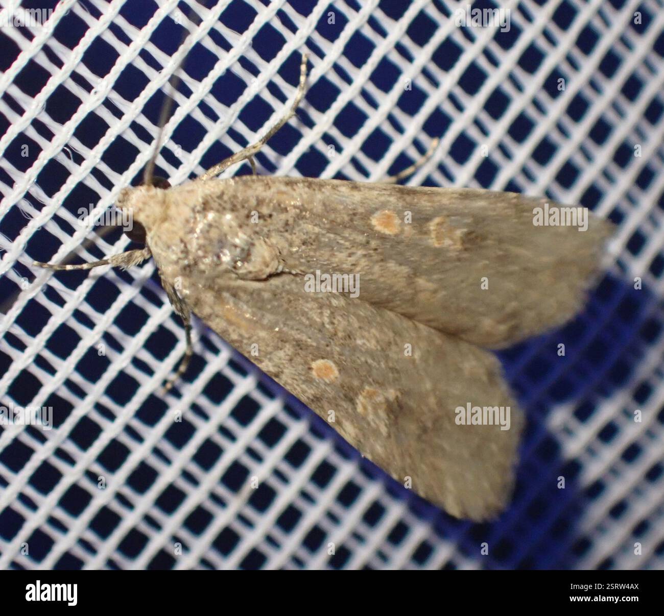 Beet Armyworm Moth (Spodoptera exigua), Insecta, RP1506, Telouet, Drâa-Tafilalet, MA Stock Photo ...