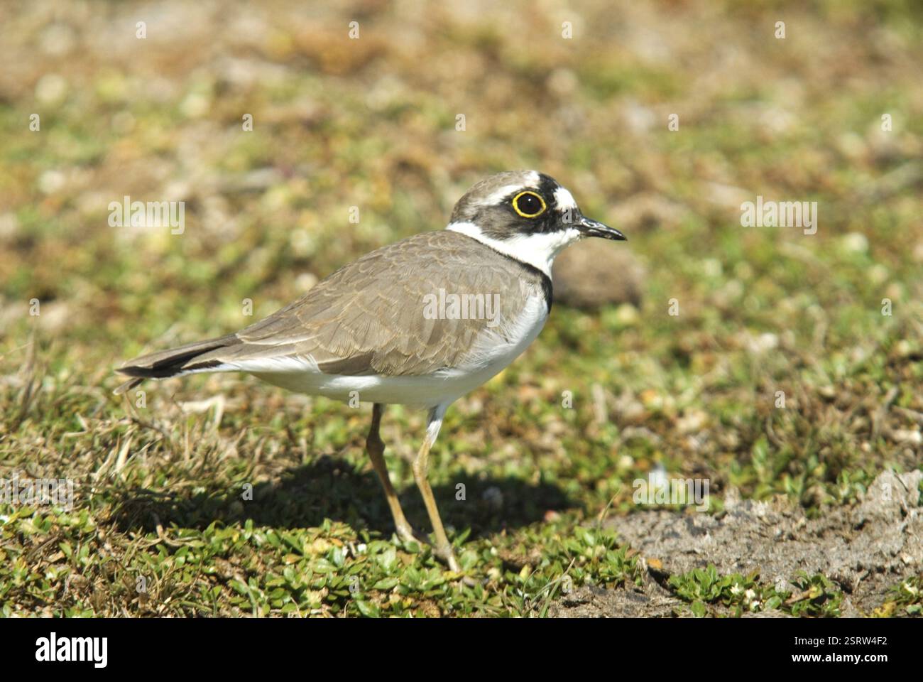 Birds, Little Ringed Plover charadrius dubius at Mavathur lake near ...