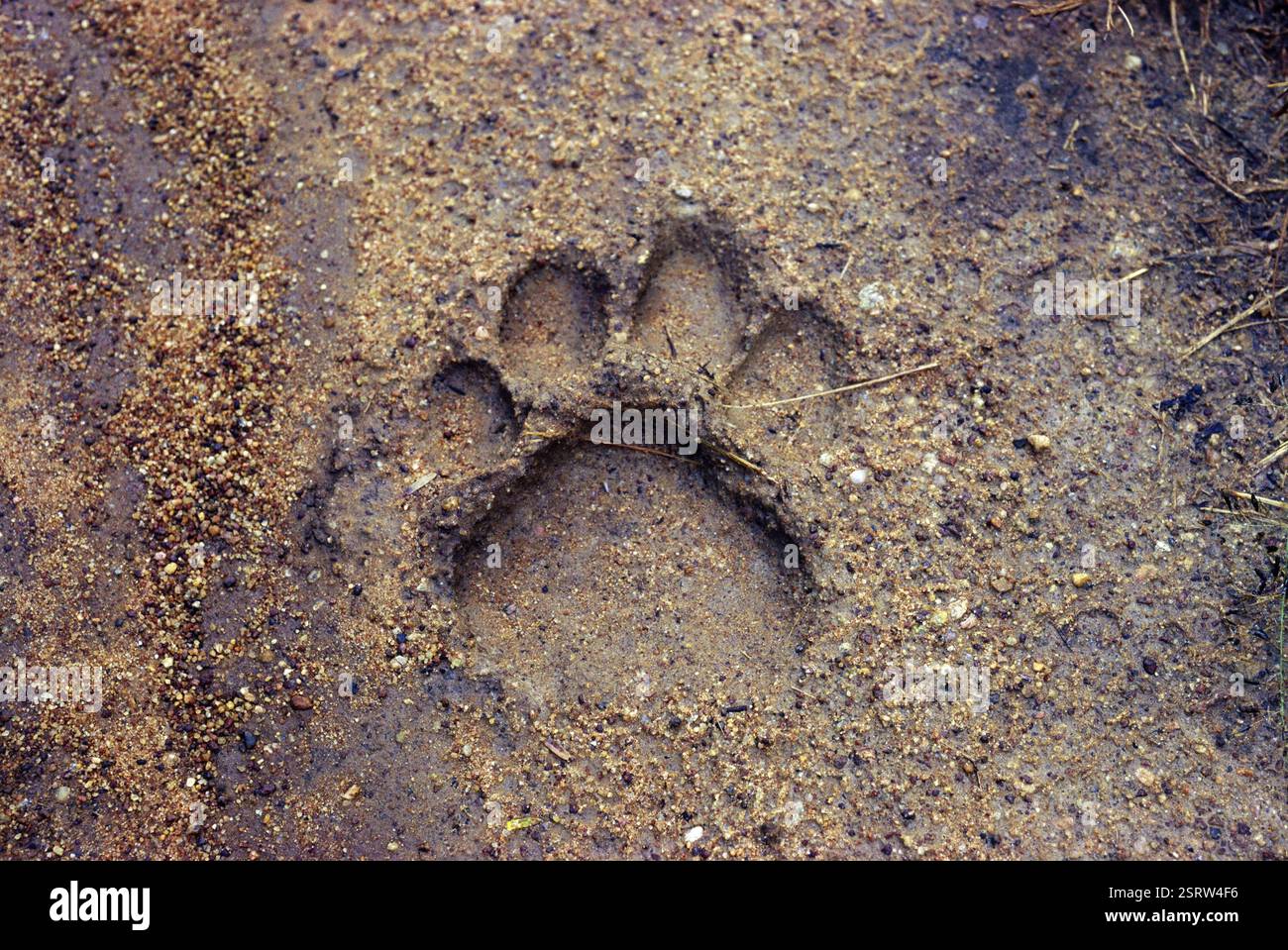 Tiger panthera tigris pug marks tracks in Bandipur national park ...