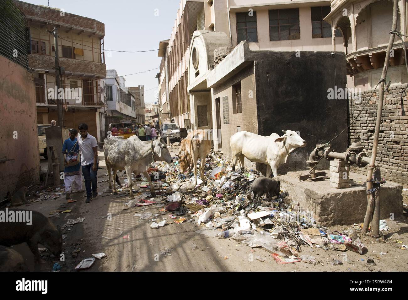Cow eating garbage, mathura, uttar pradesh, india, asia Stock Photo - Alamy