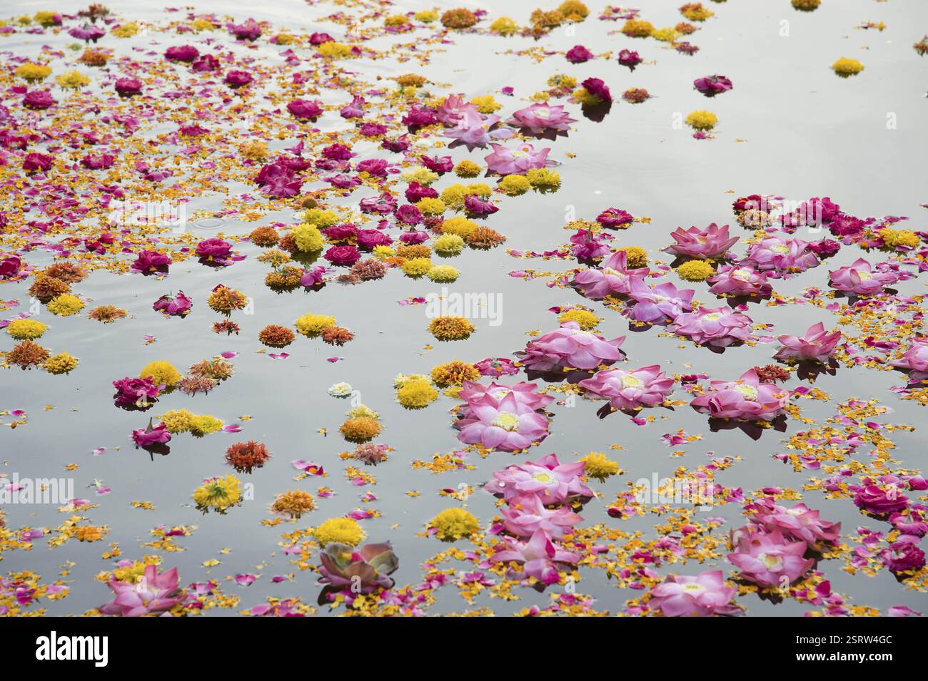 Flowers floating on yamuna river, mathura, uttar pradesh, india, asia ...