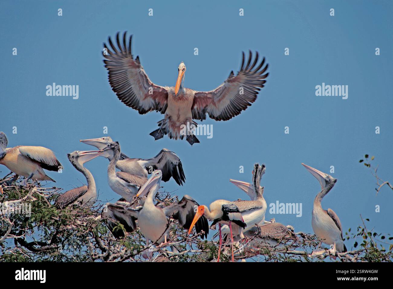Pelicans bird, telineelapuram, tekkali, andhra pradesh, India, Asia ...