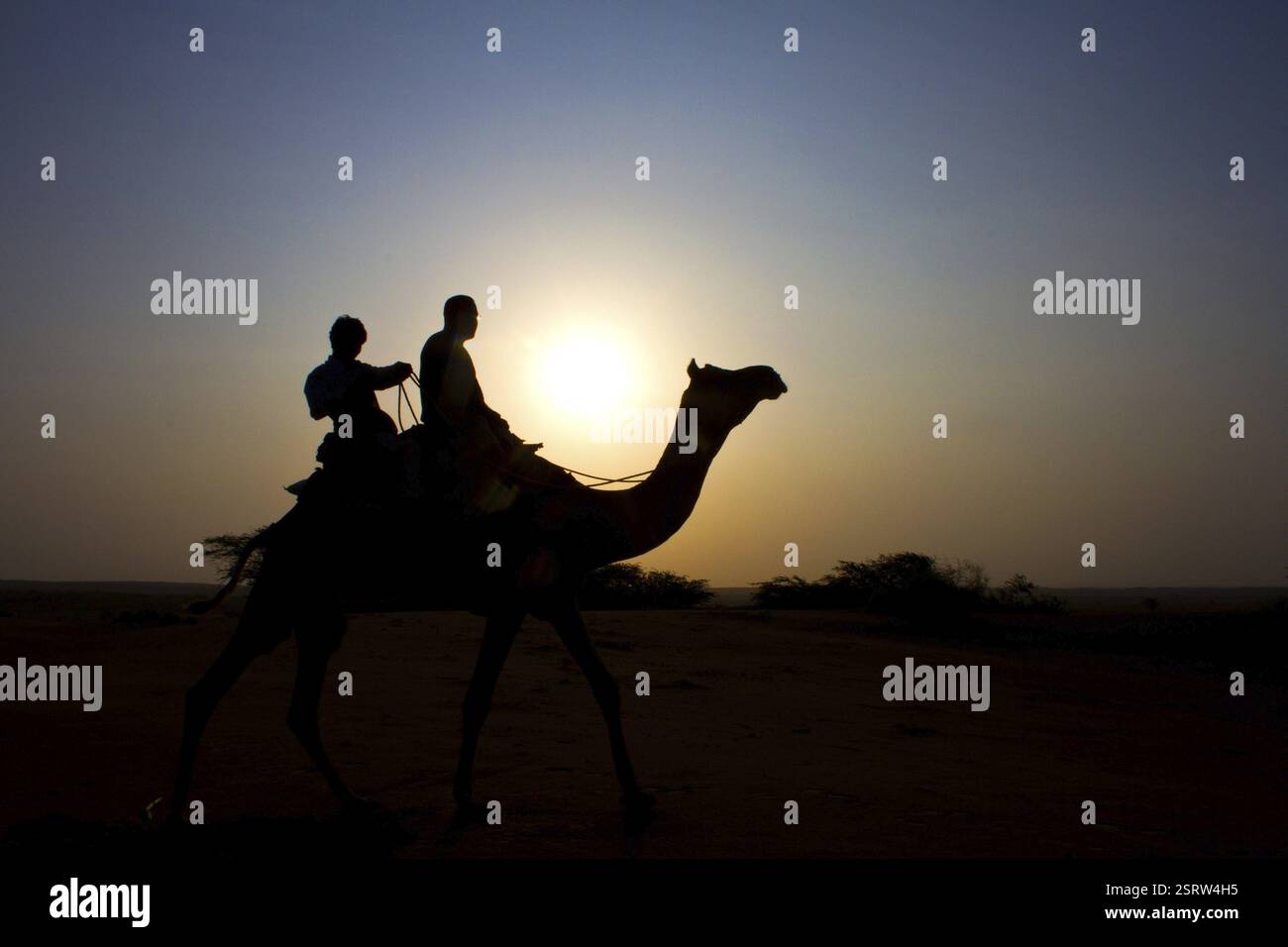 Man riding camel, Thar desert, Jaisalmer, Rajasthan, India, Asia Stock ...