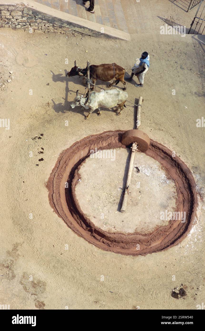 Aerial View of bulls operated lime mill making mortar, Datia, Madhya ...