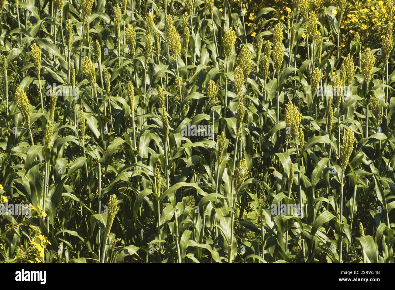 Ear of corn of jawar crops in field, Satara, Maharashtra, India, Asia ...